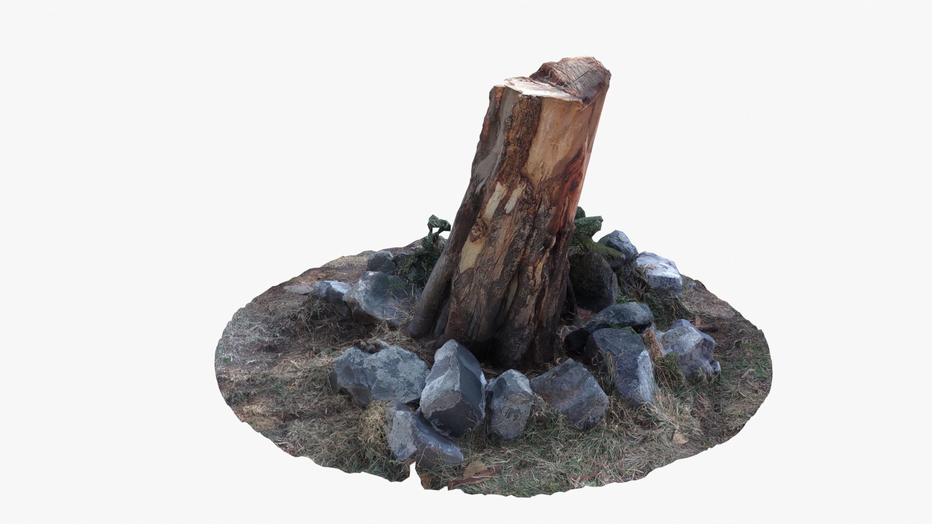 Tree Stump 2 3D model - TurboSquid 2009340