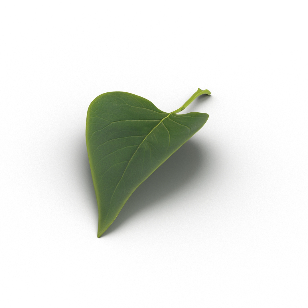 3d Leaf 2 Model