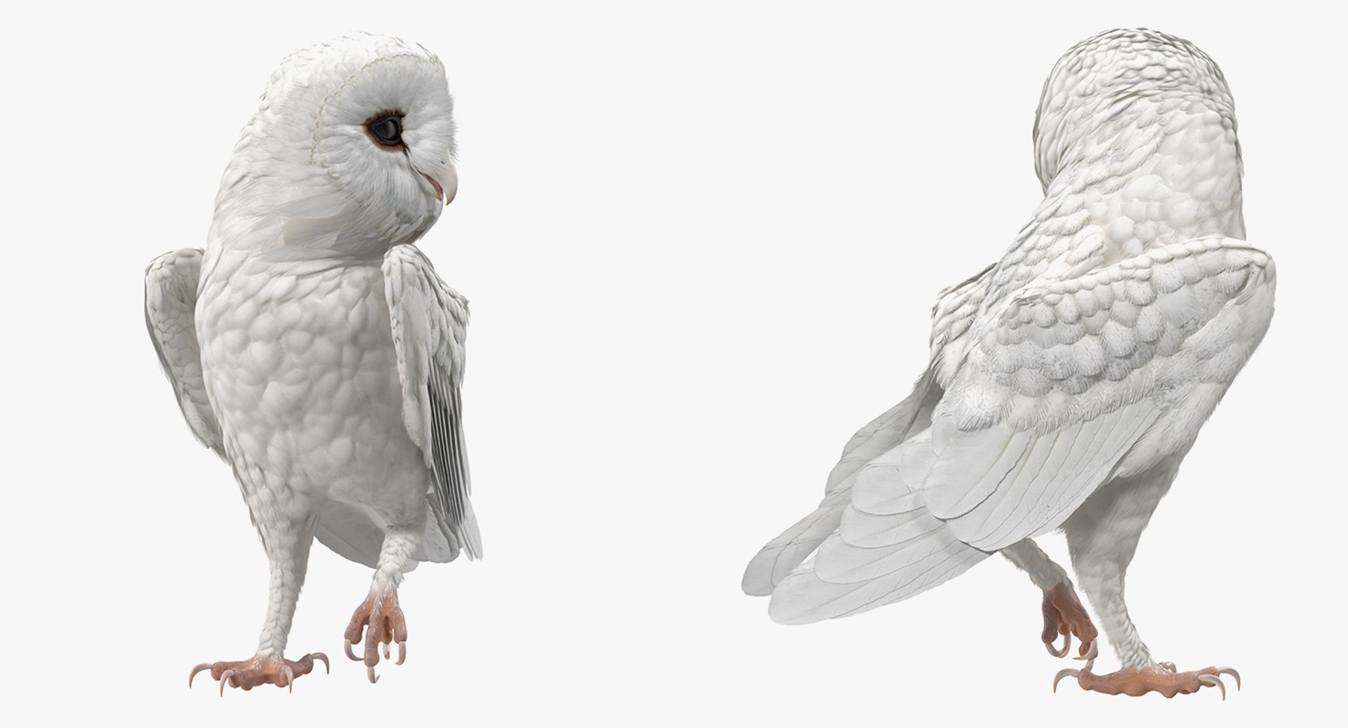 3D white barn owl rigged model - TurboSquid 1432259