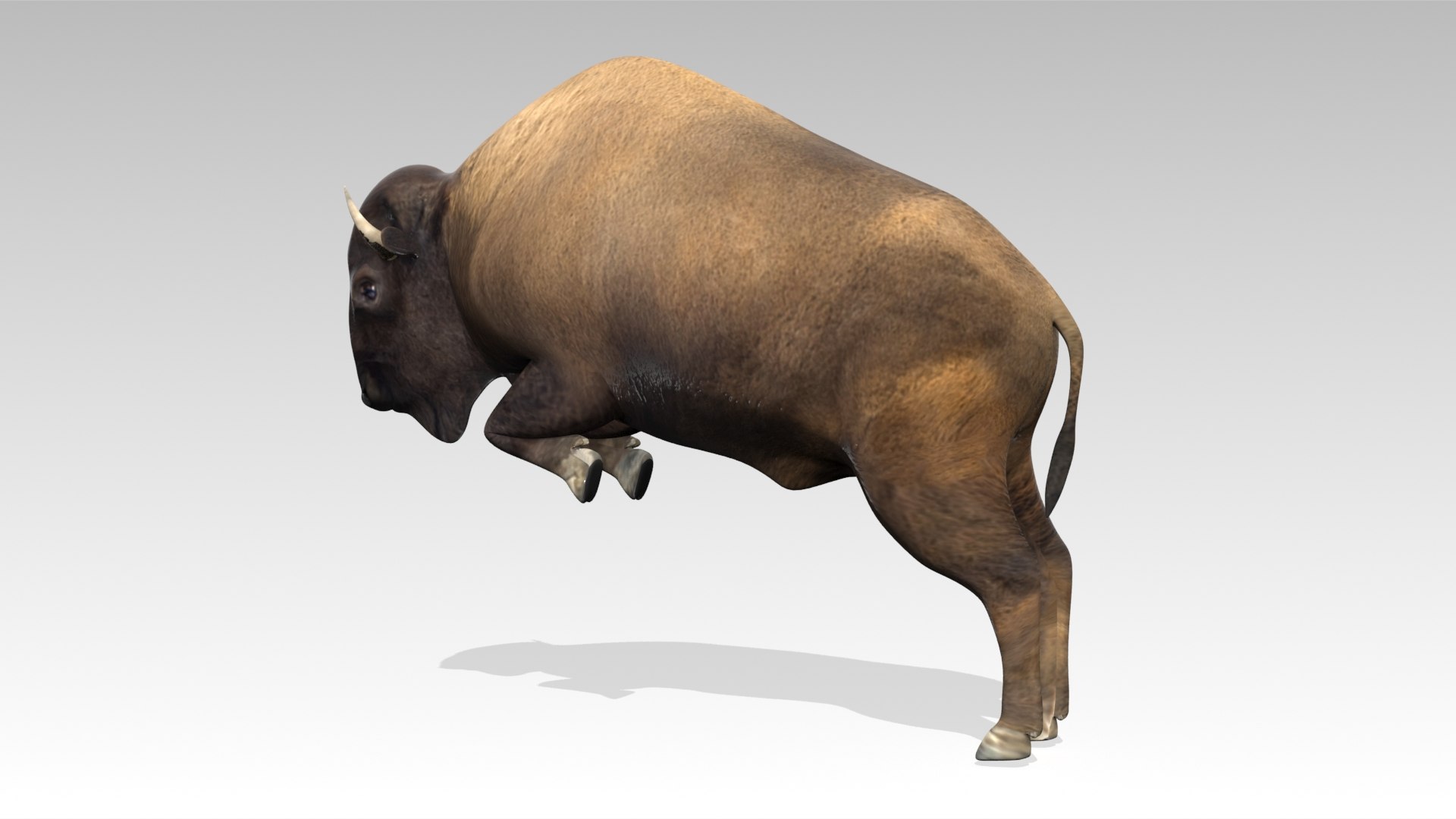 American Buffalo Animations 3d Max