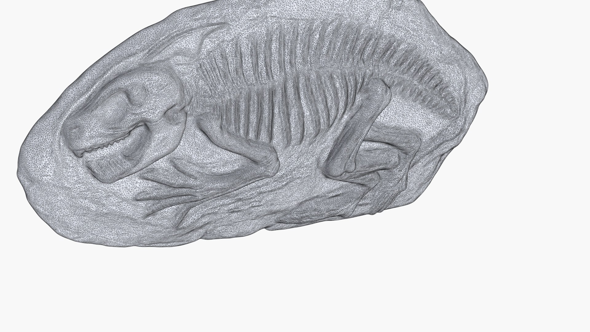 3D Model Fossil Ancient Animal 002 - TurboSquid 2298505