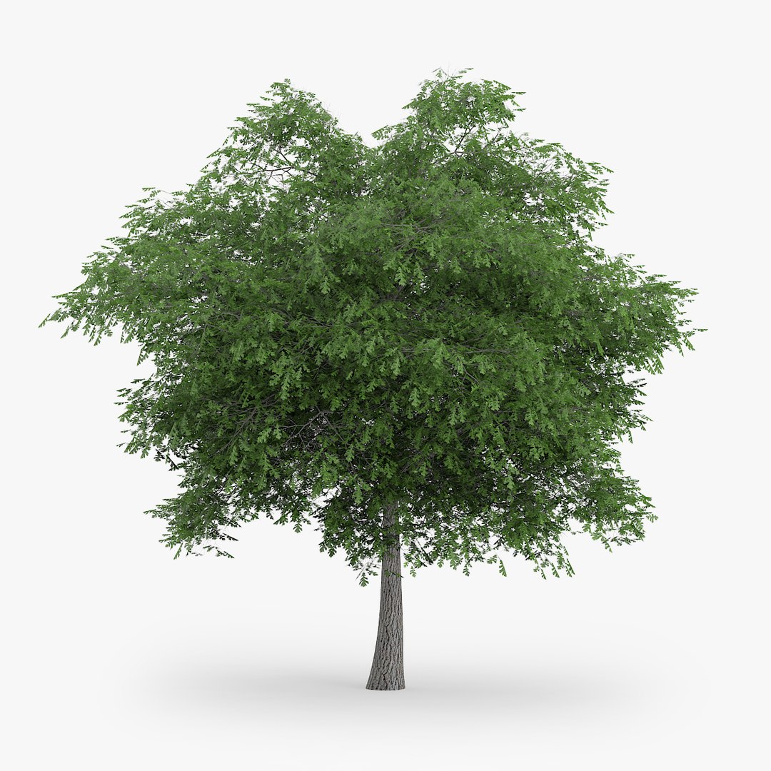 max austrian oak 5 8m