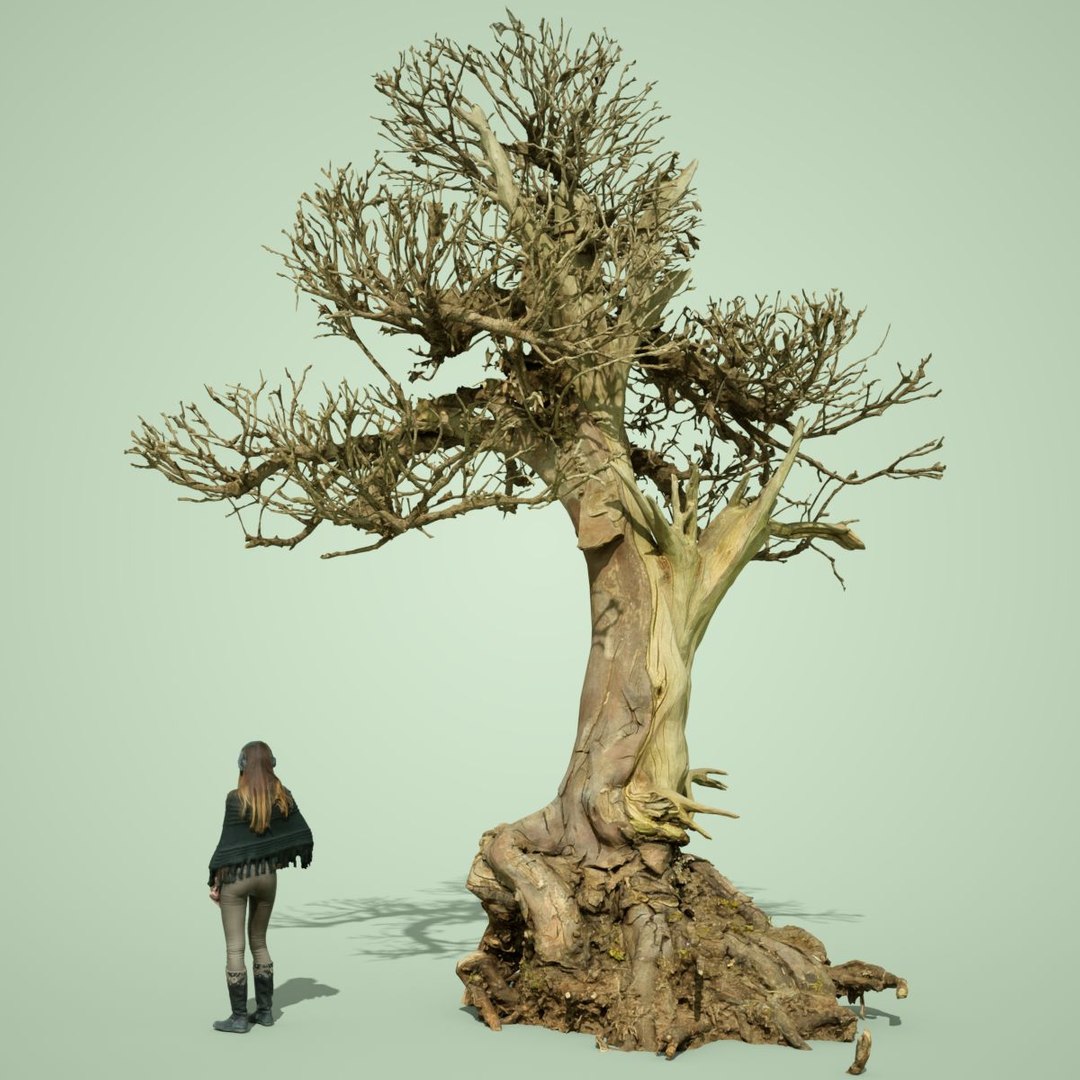 3D Dead Forest Tree Stylised Model - TurboSquid 1162431
