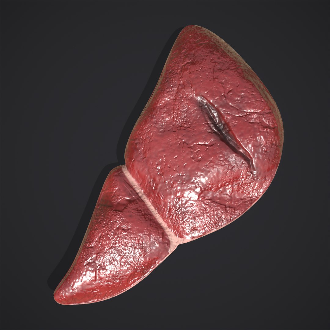 3D Human Liver Model - TurboSquid 1813706