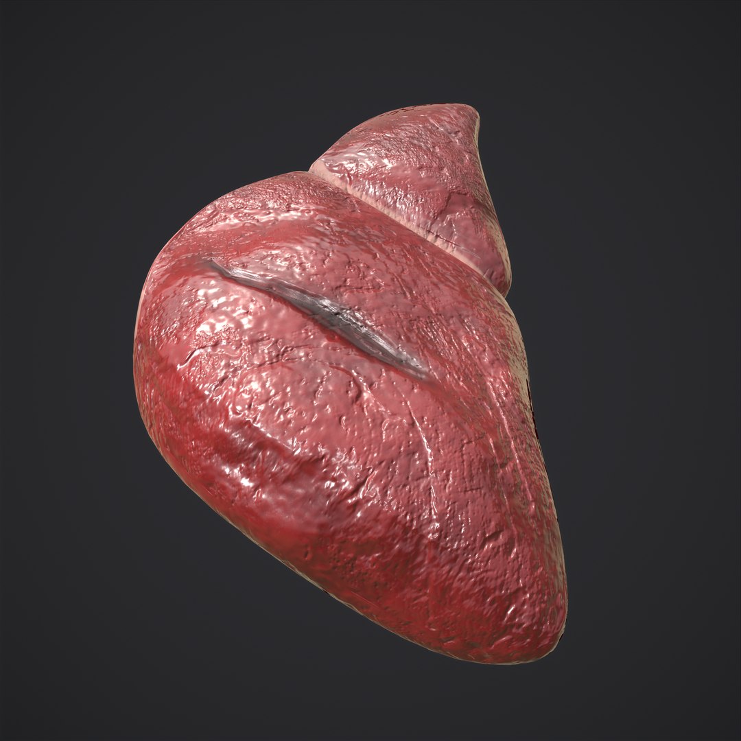 3D Human Liver Model - TurboSquid 1813706