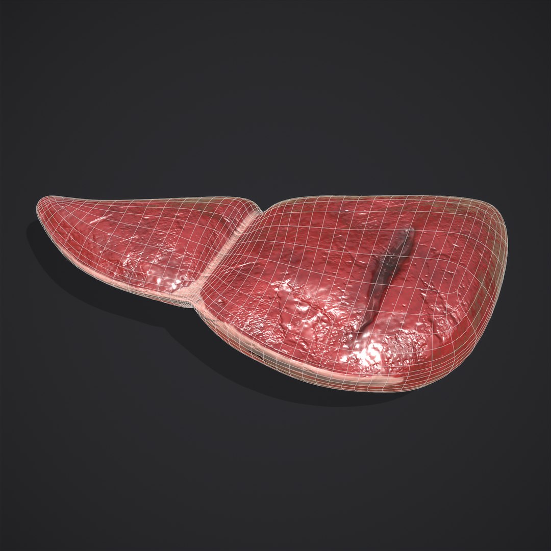 3D Human Liver Model - TurboSquid 1813706