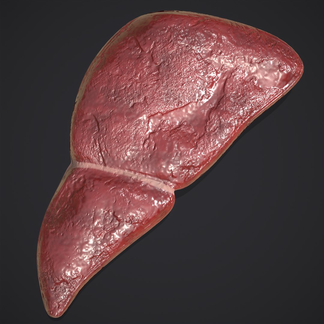 3D Human Liver Model - TurboSquid 1813706