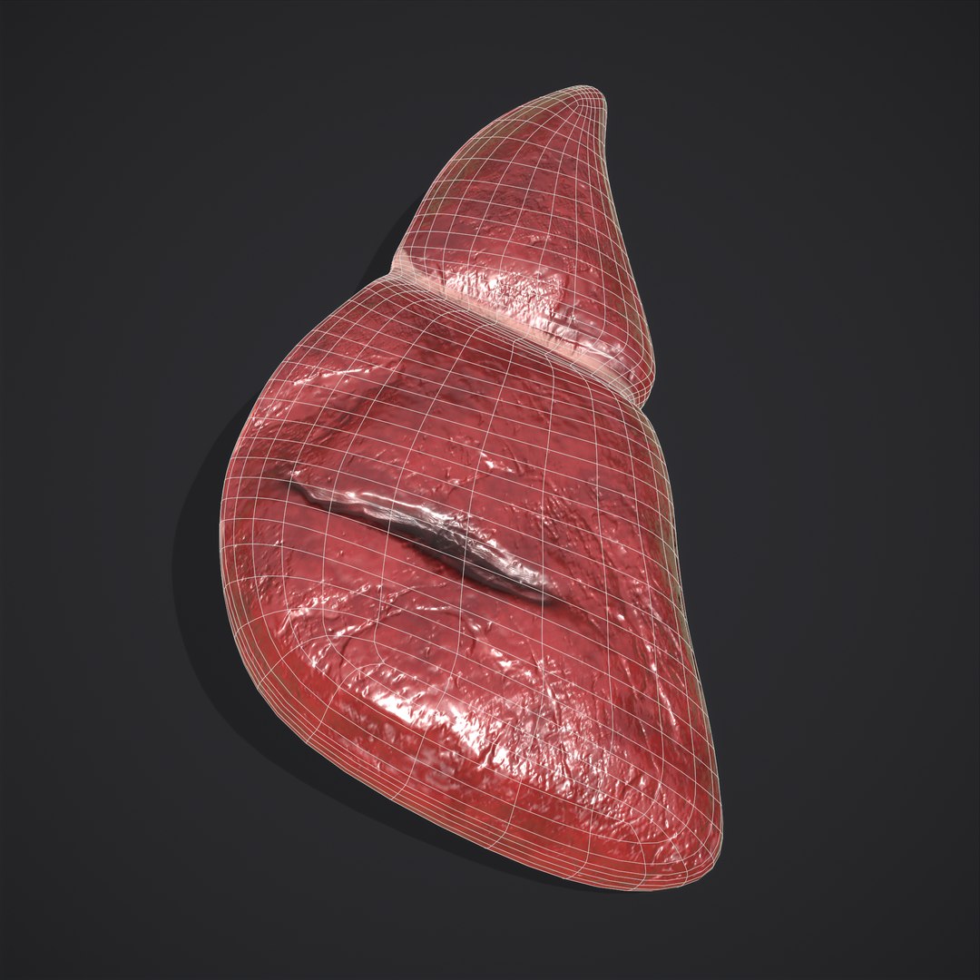 3D Human Liver Model - TurboSquid 1813706
