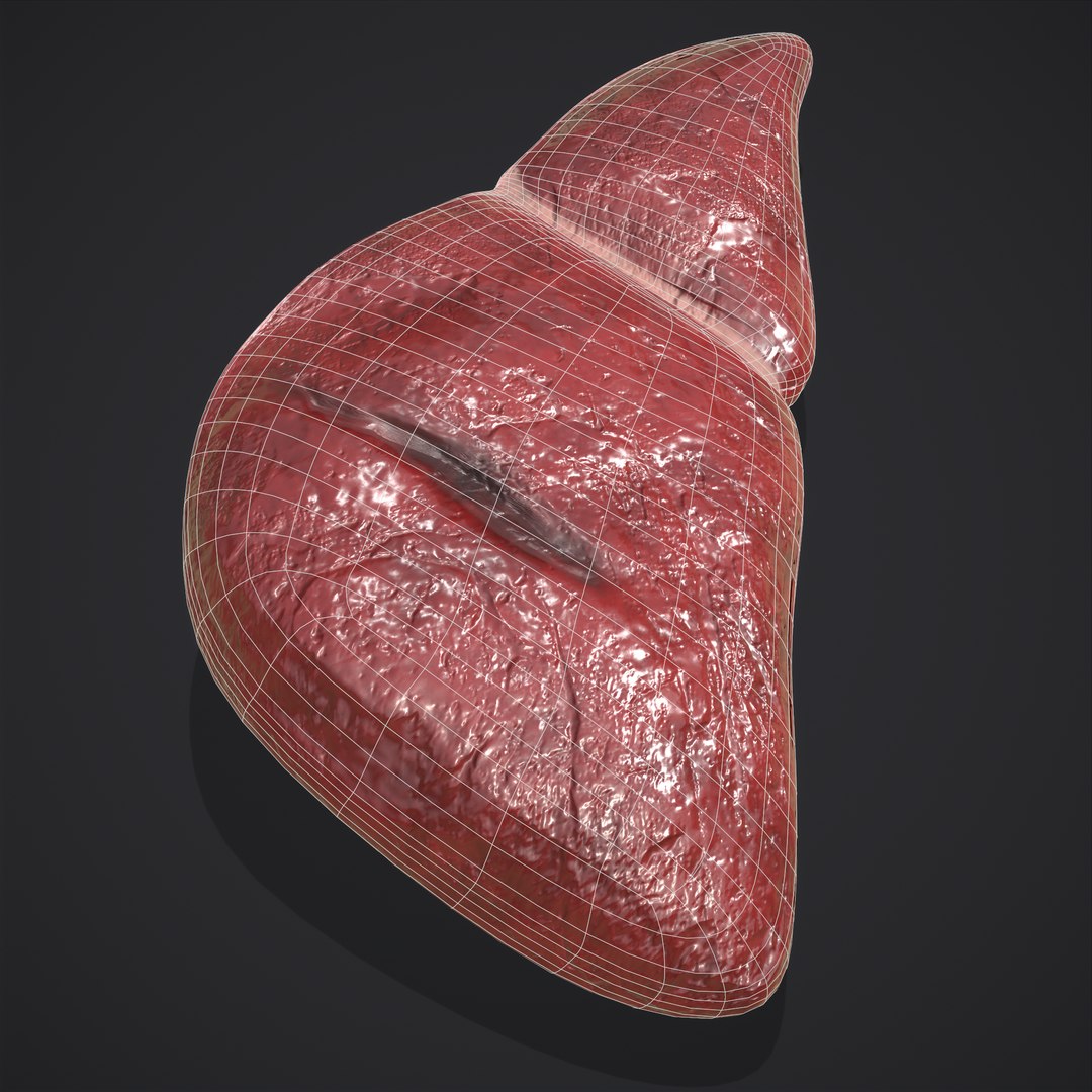 3D Human Liver Model - TurboSquid 1813706