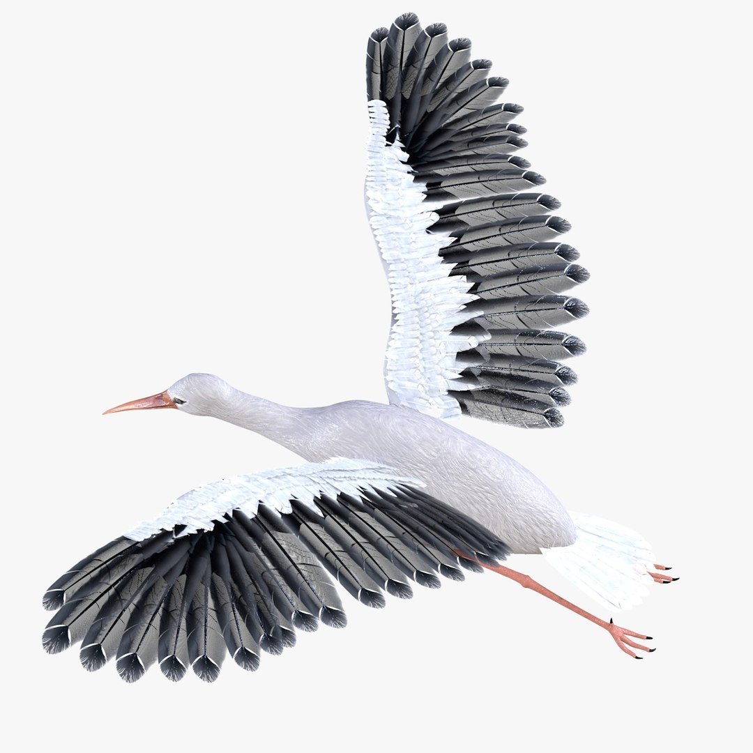 3D Bird Stork Model - TurboSquid 1536961