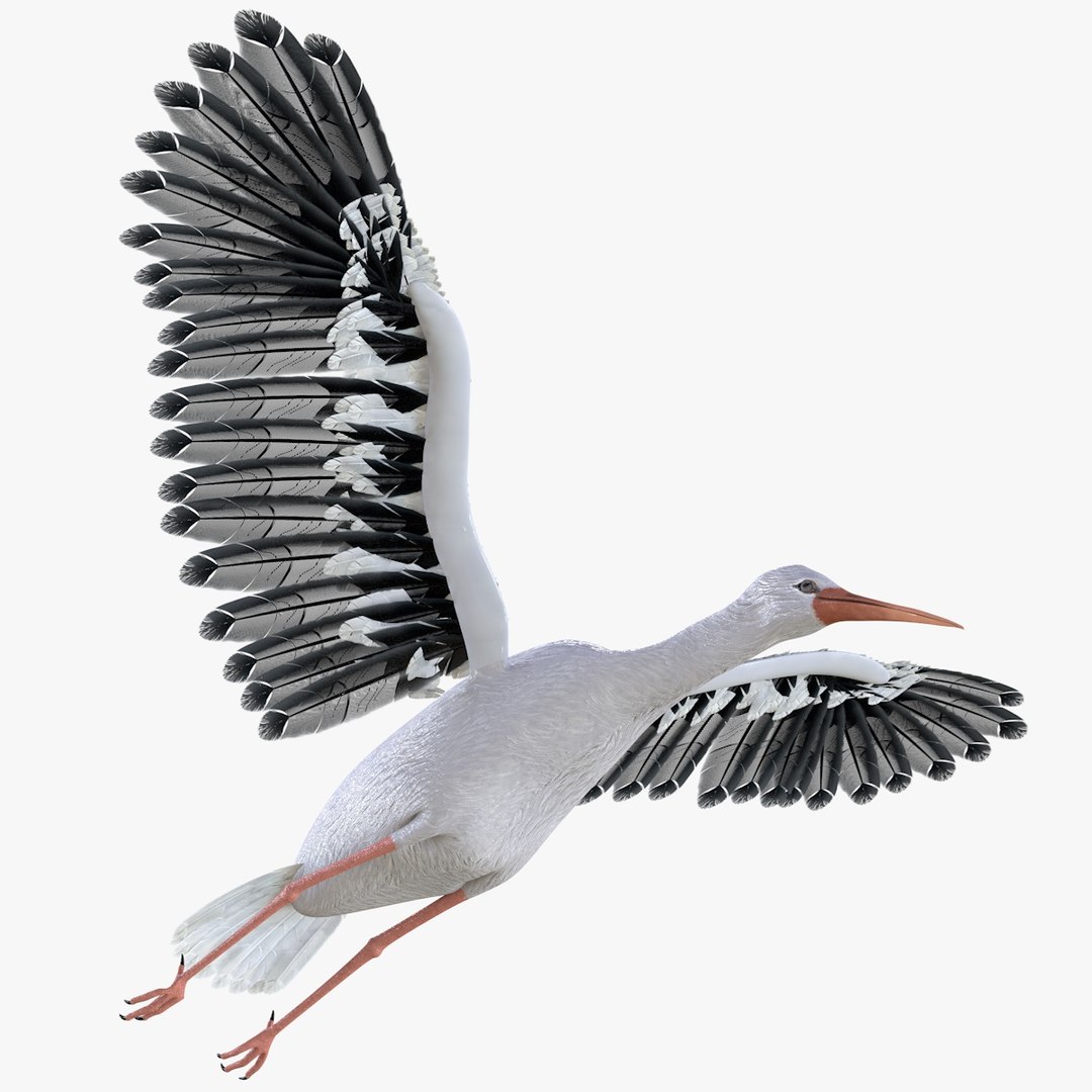 3D Bird Stork Model - TurboSquid 1536961
