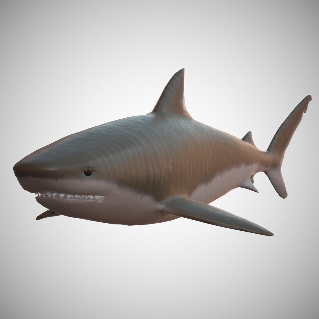 Tiger shark 3D model - TurboSquid 1167410