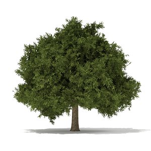 Yew Tree 3D Models for Download | TurboSquid