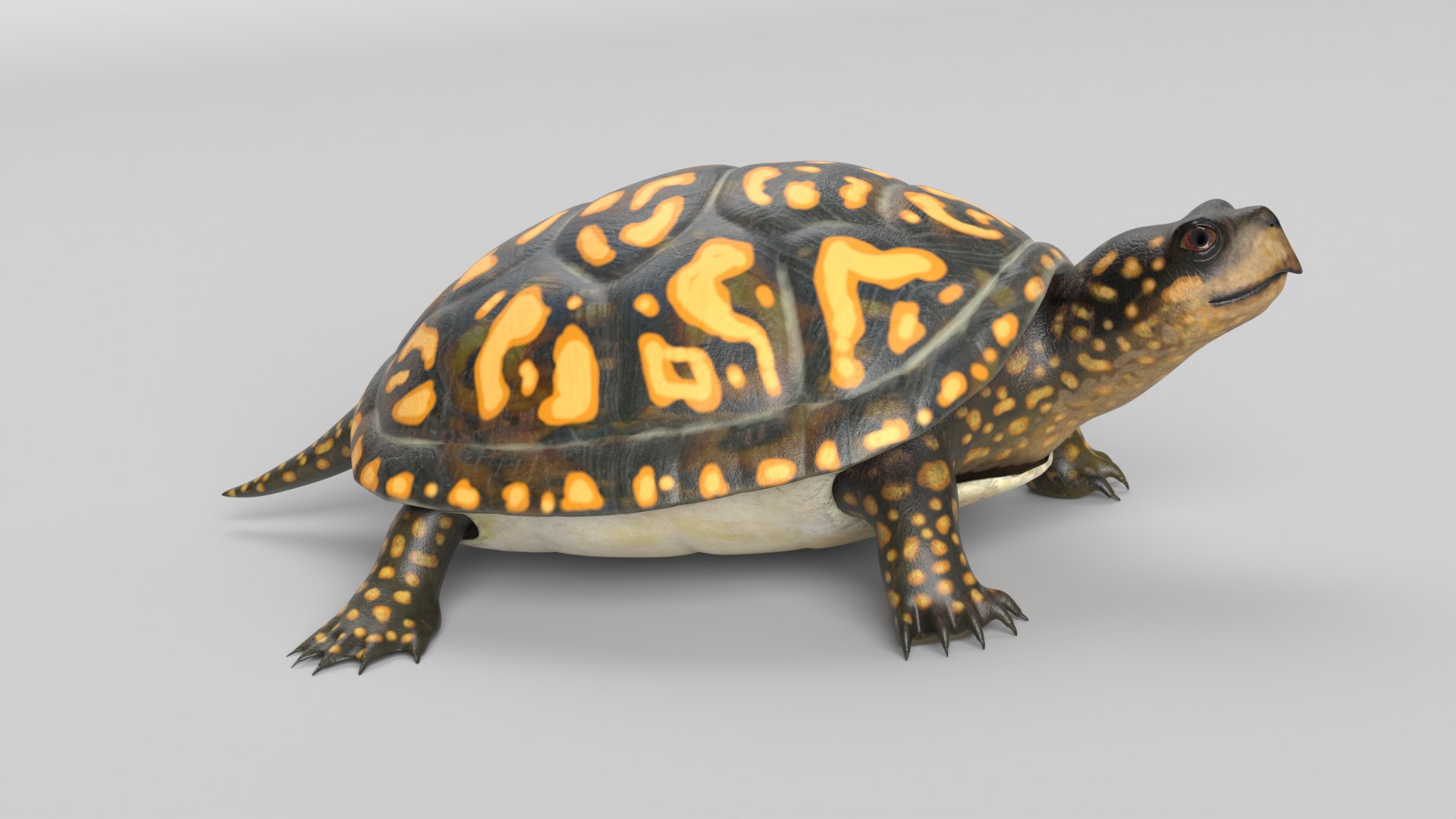 Box Turtle Animated 3D - TurboSquid 2121698