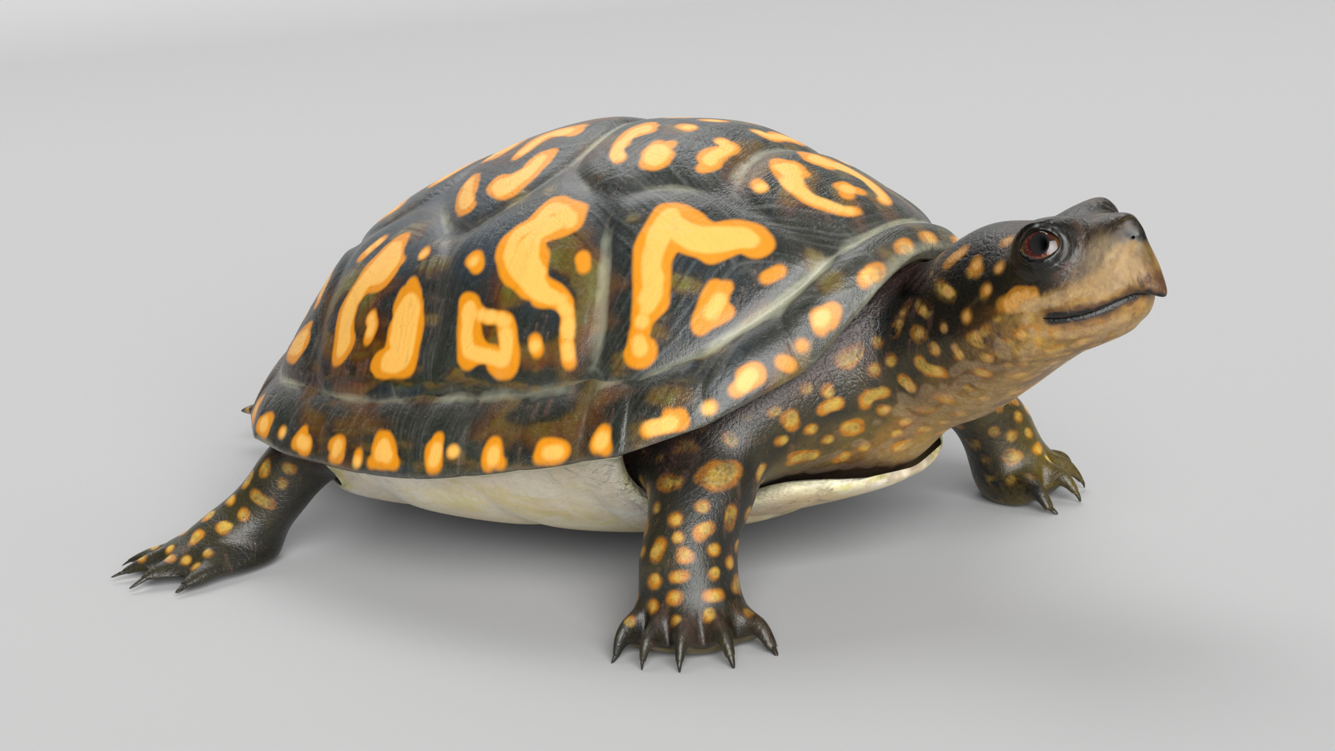 Box Turtle Animated 3D - TurboSquid 2121698