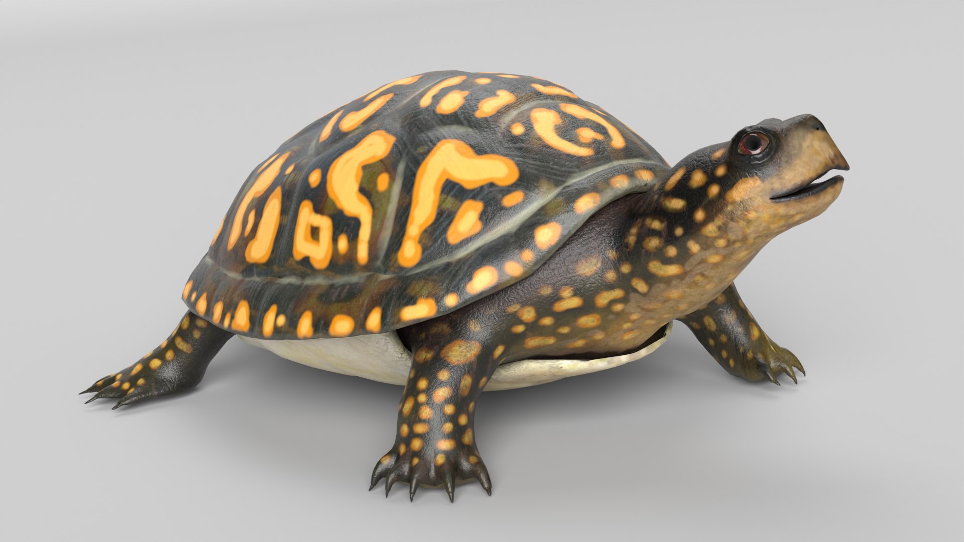 Box Turtle Animated 3D - TurboSquid 2121698