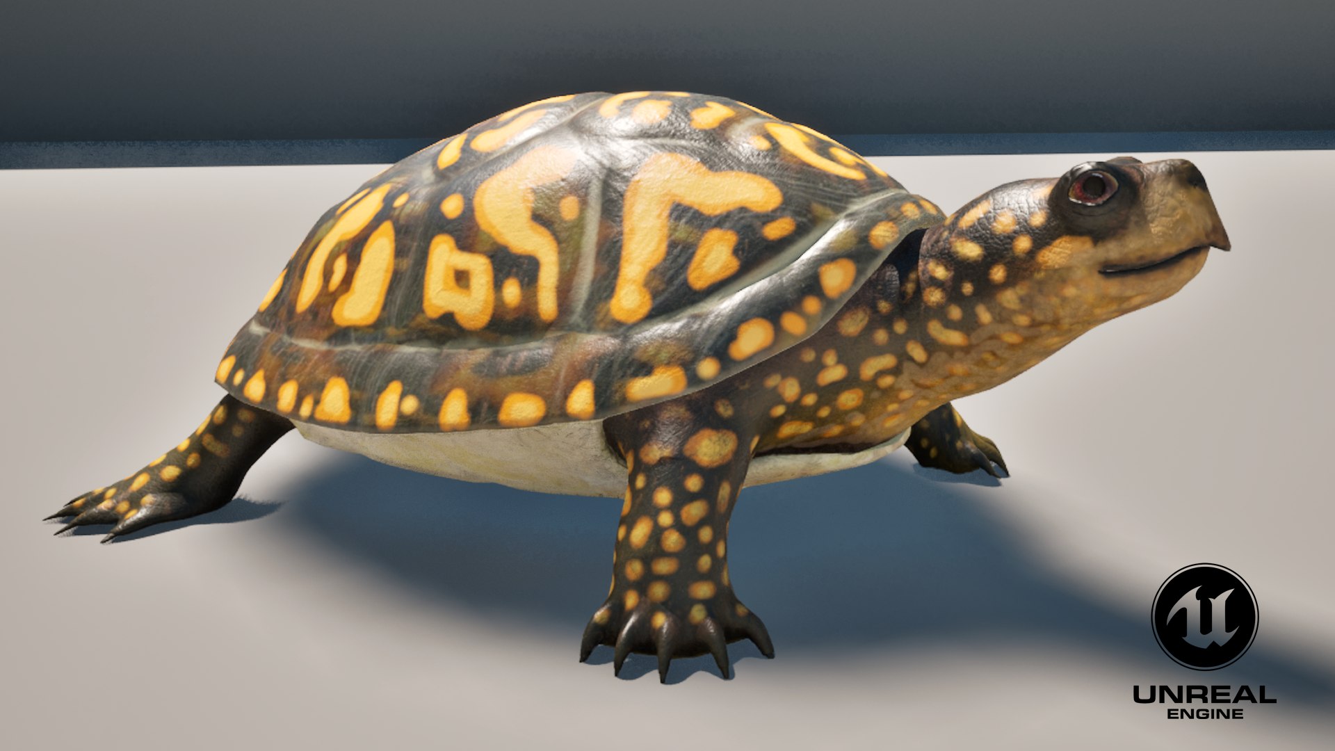 Box Turtle Animated 3D - TurboSquid 2121698