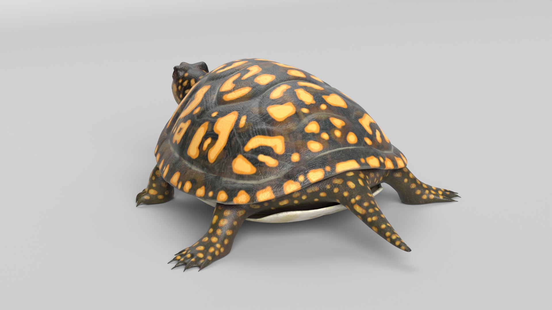 Box Turtle Animated 3D - TurboSquid 2121698