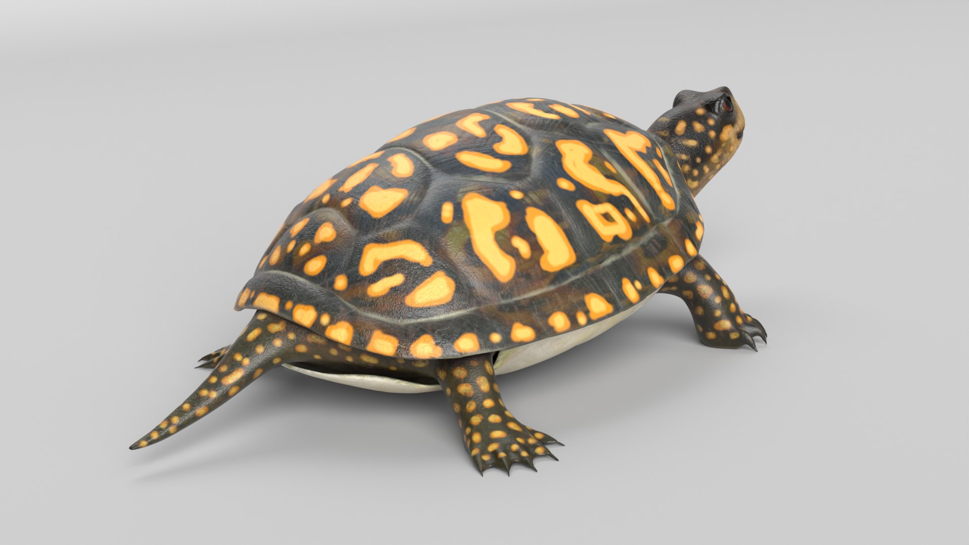 Box Turtle Animated 3D - TurboSquid 2121698