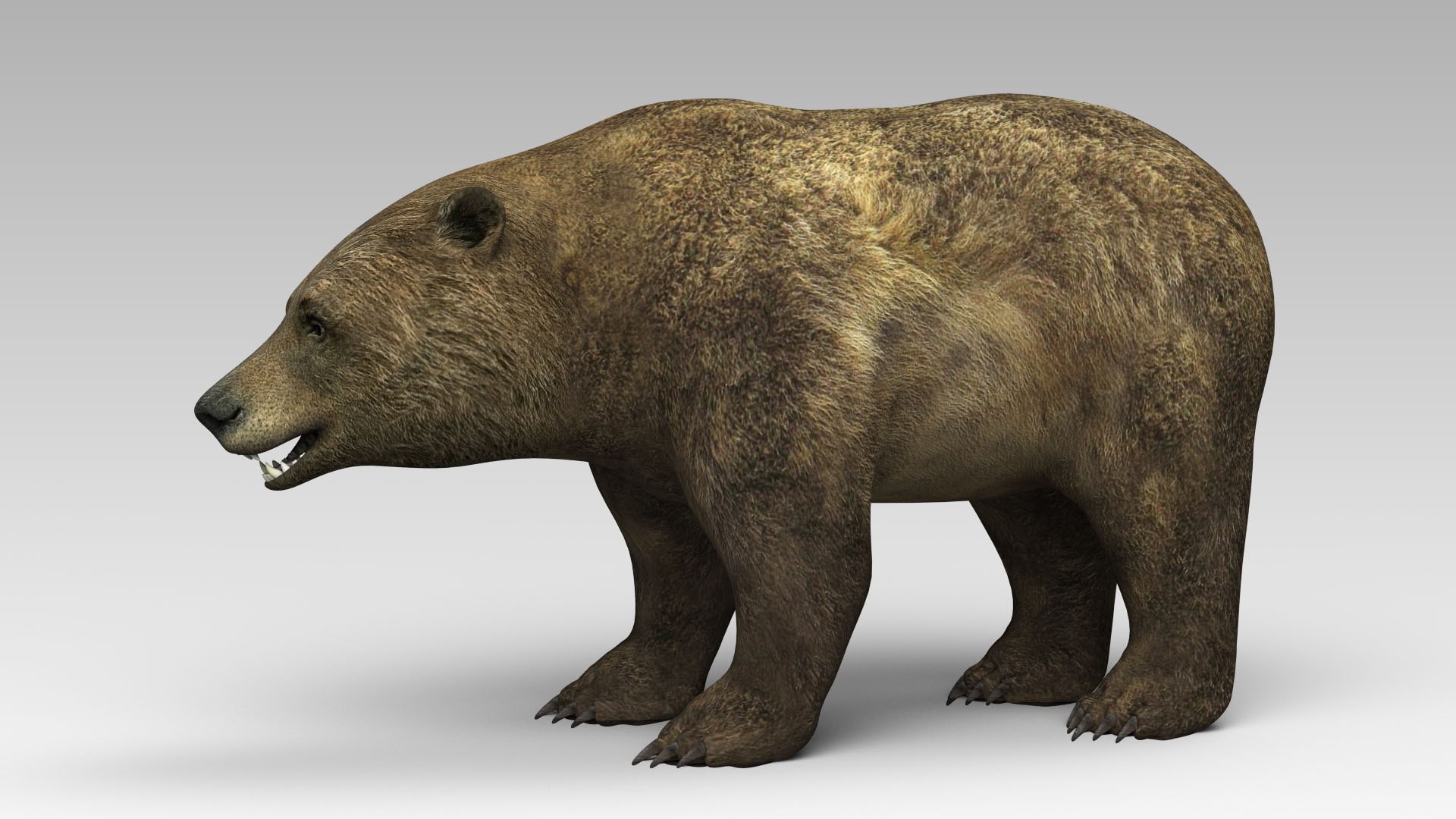3D Model Bear Animal Beast - TurboSquid 1477651