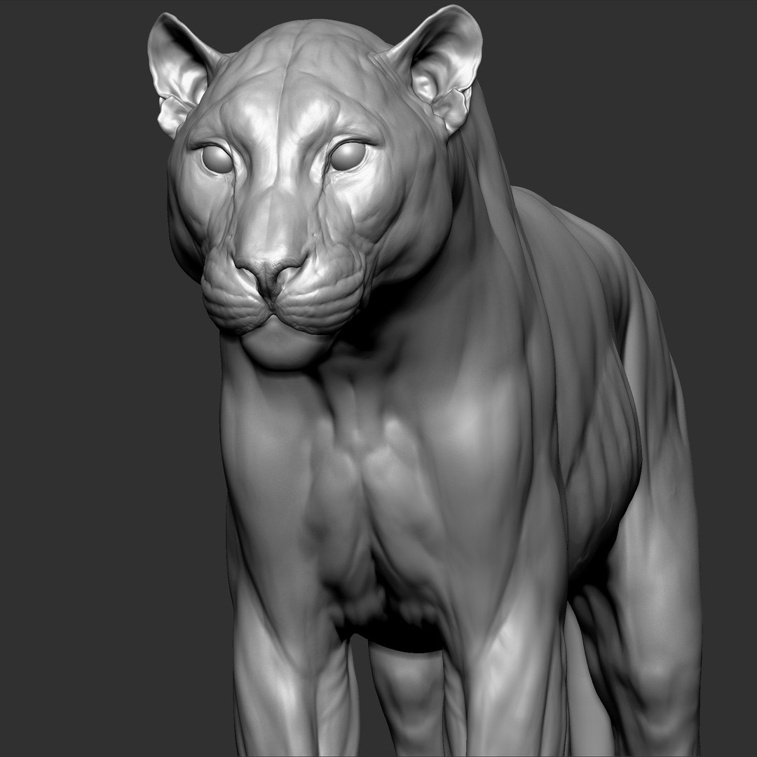 Leopard Panthera Pardus Realistic Model - TurboSquid 1539676