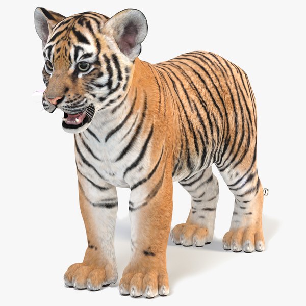 Tiger 3D Models for Download | TurboSquid