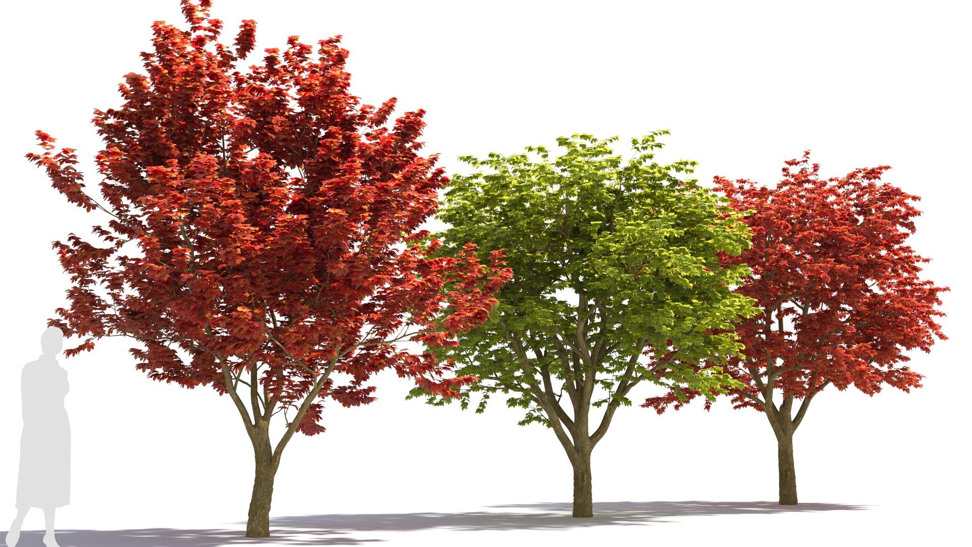 3D Sugar Maple tree model - TurboSquid 2058426