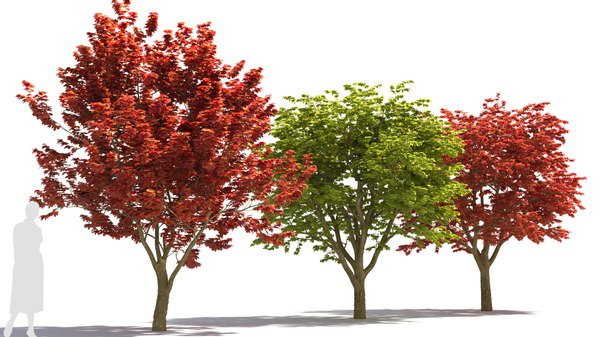 modelo 3d Sugar Maple tree - TurboSquid 2058426