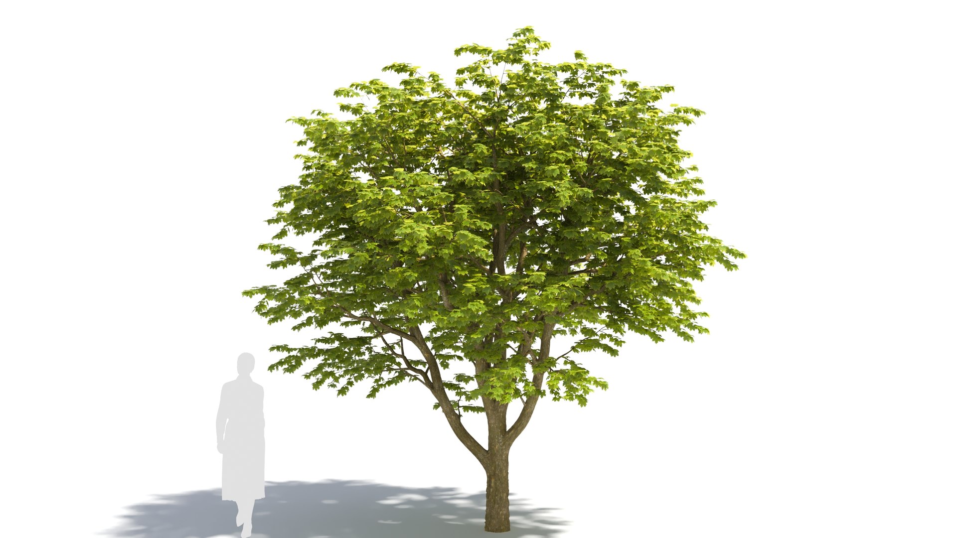 3D Sugar Maple tree model - TurboSquid 2058426