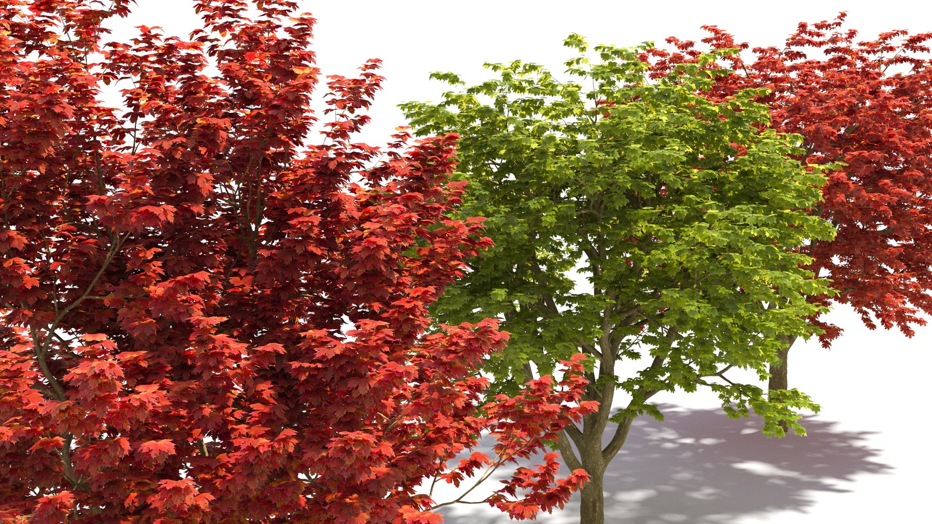 3D Sugar Maple tree model - TurboSquid 2058426