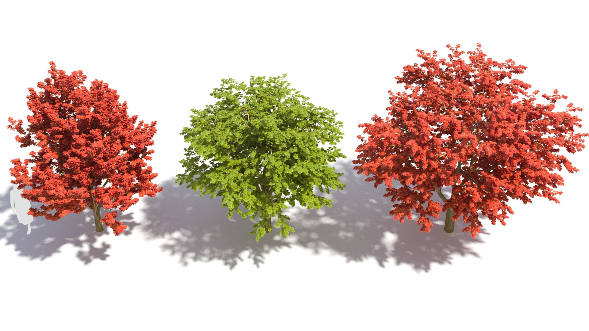 3D Sugar Maple tree model - TurboSquid 2058426