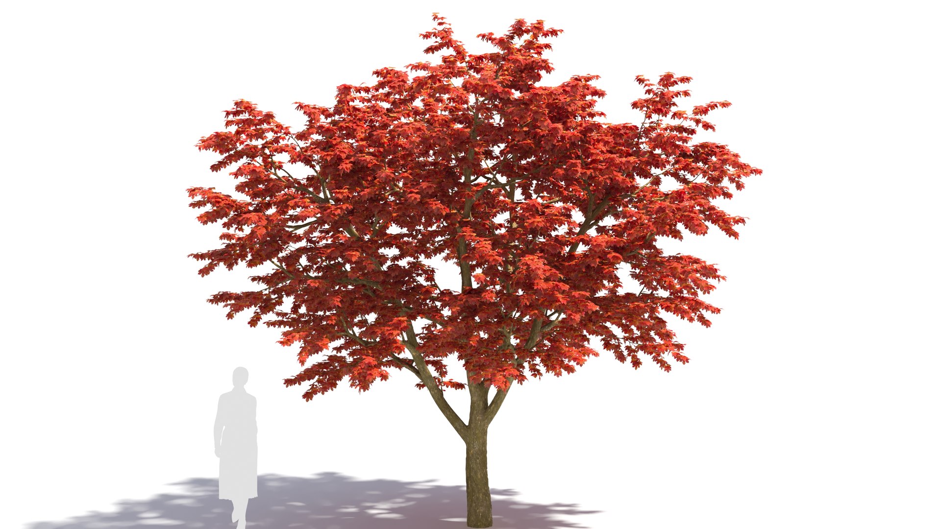 3D Sugar Maple tree model - TurboSquid 2058426