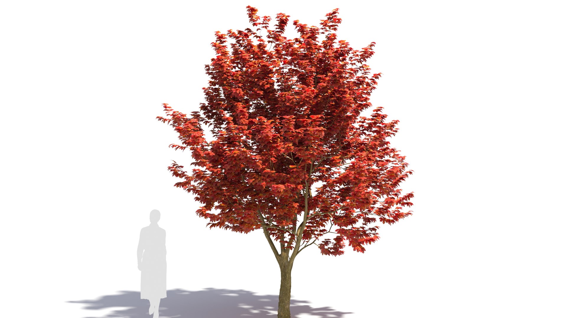 3D Sugar Maple tree model - TurboSquid 2058426