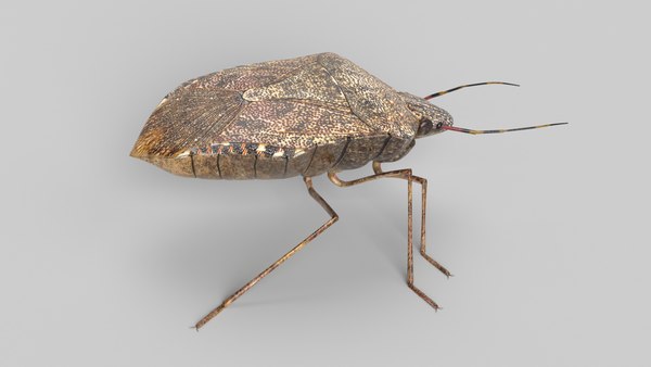3D stink bug model - TurboSquid 1667890