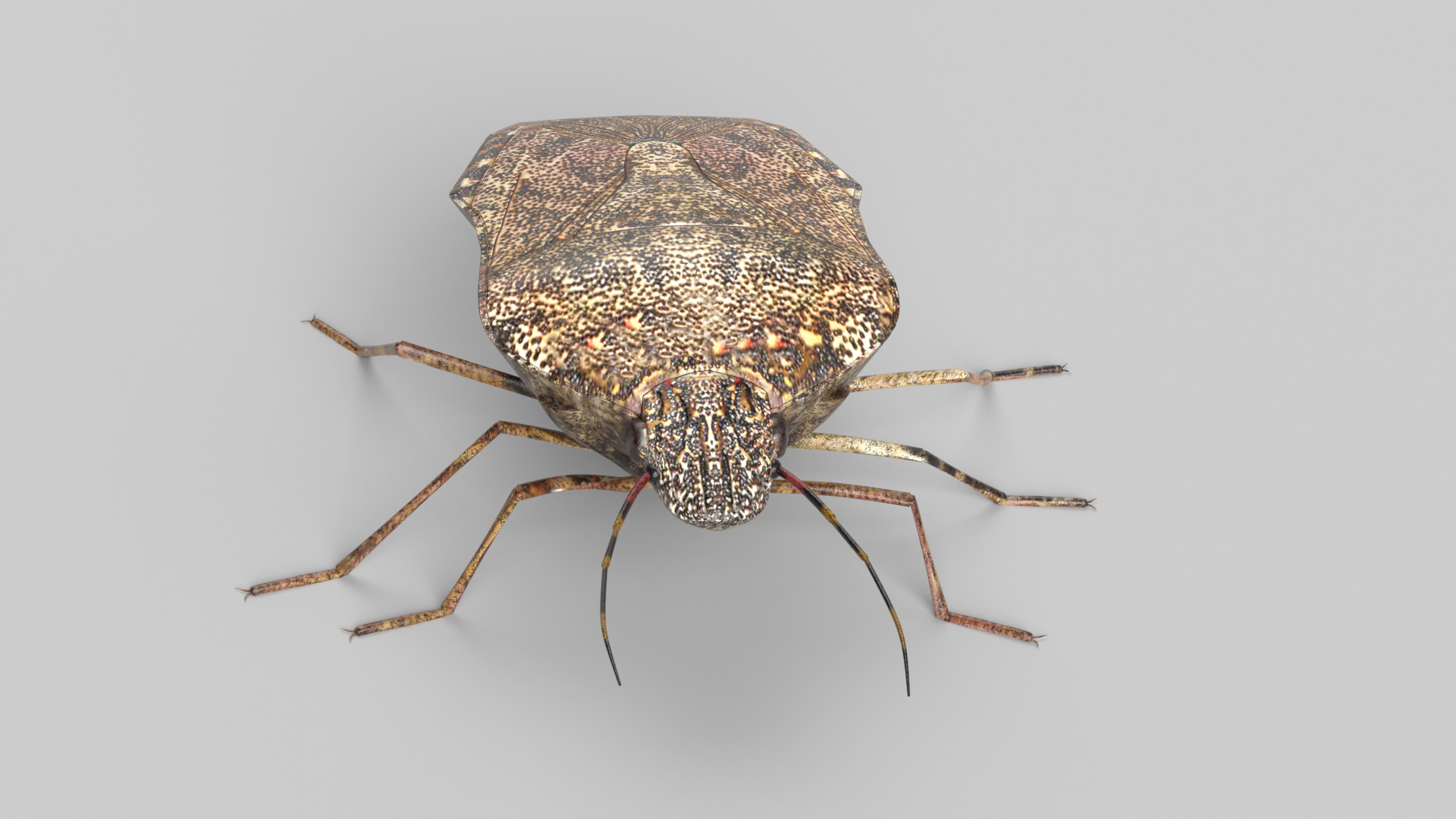 3D stink bug model - TurboSquid 1667890