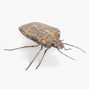 3D Stink Bug Models - Browse & Download Formats - TurboSquid