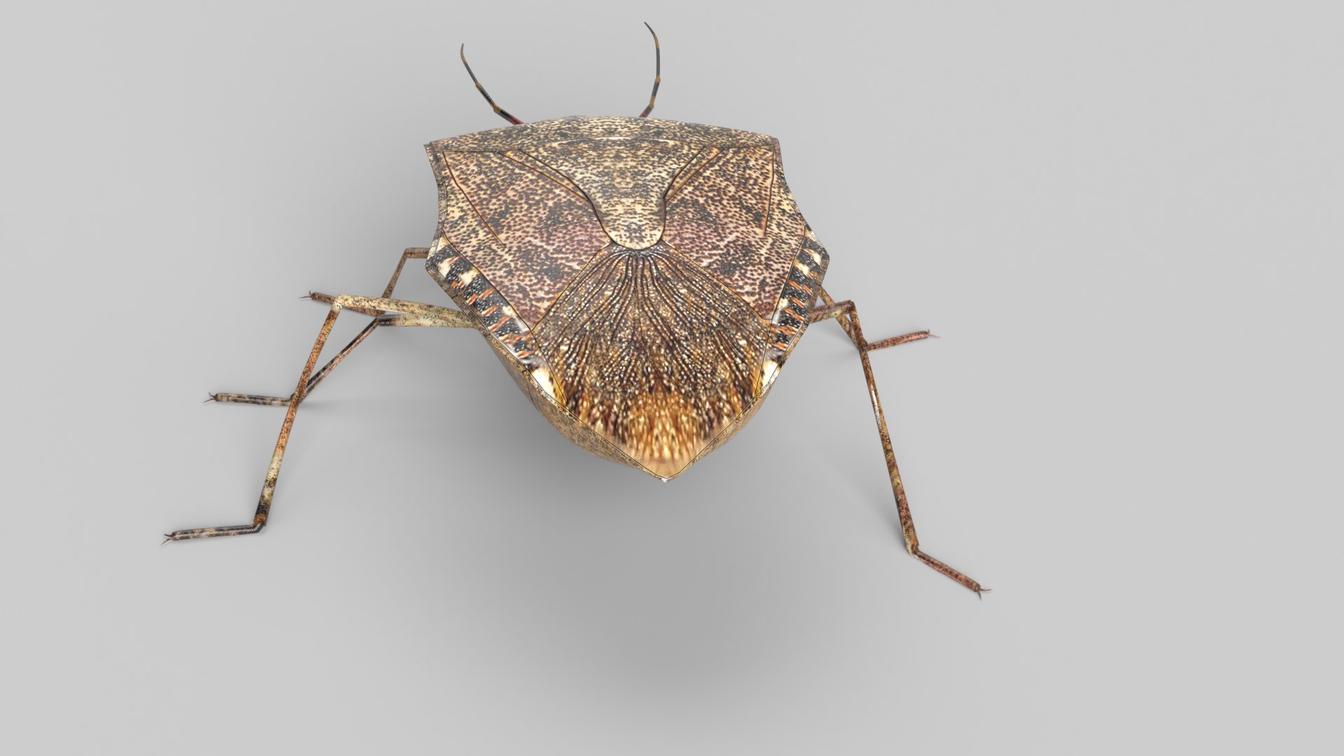 3D Stink Bug Model - TurboSquid 1667890