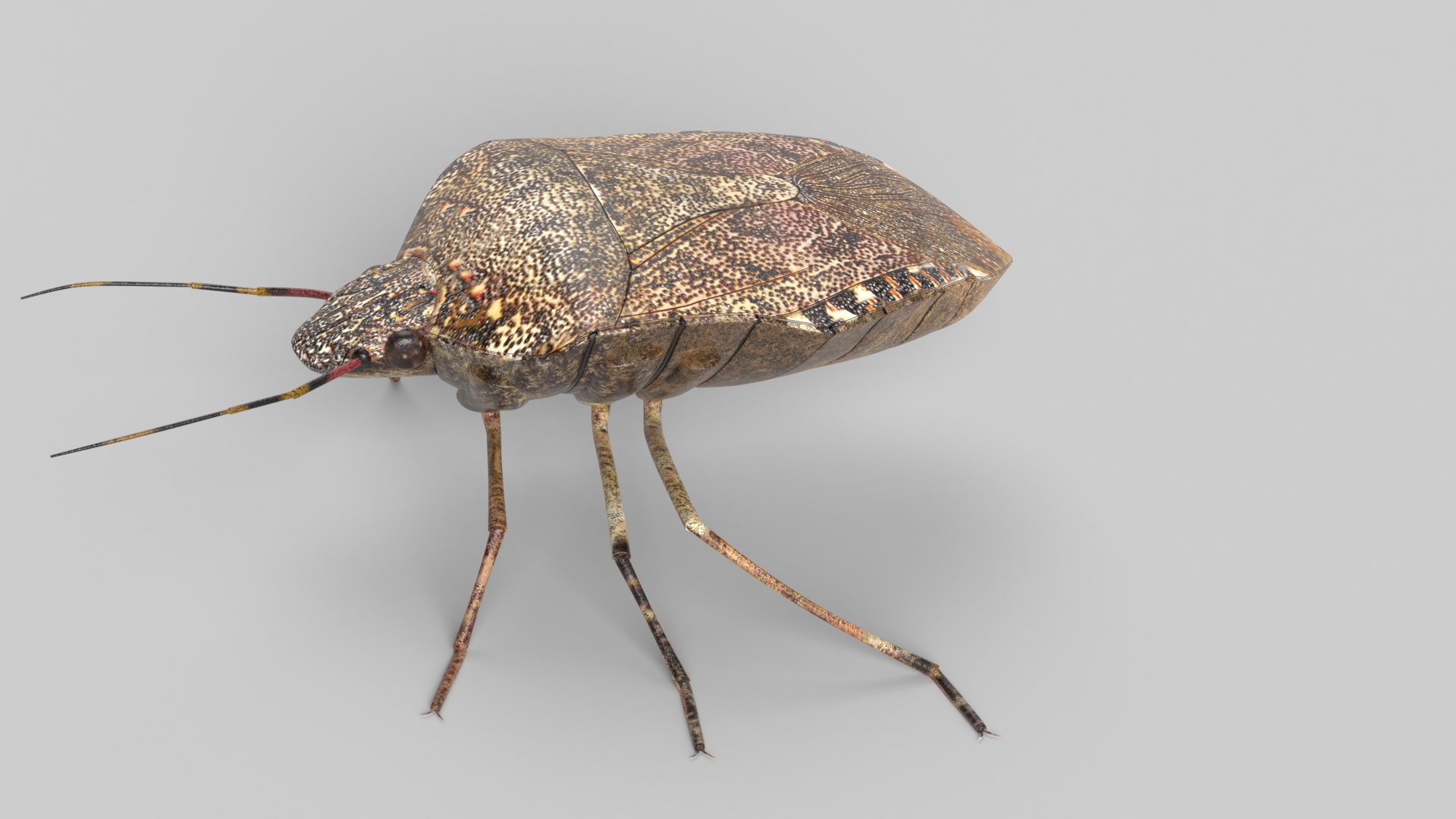 3D Stink Bug Model - TurboSquid 1667890