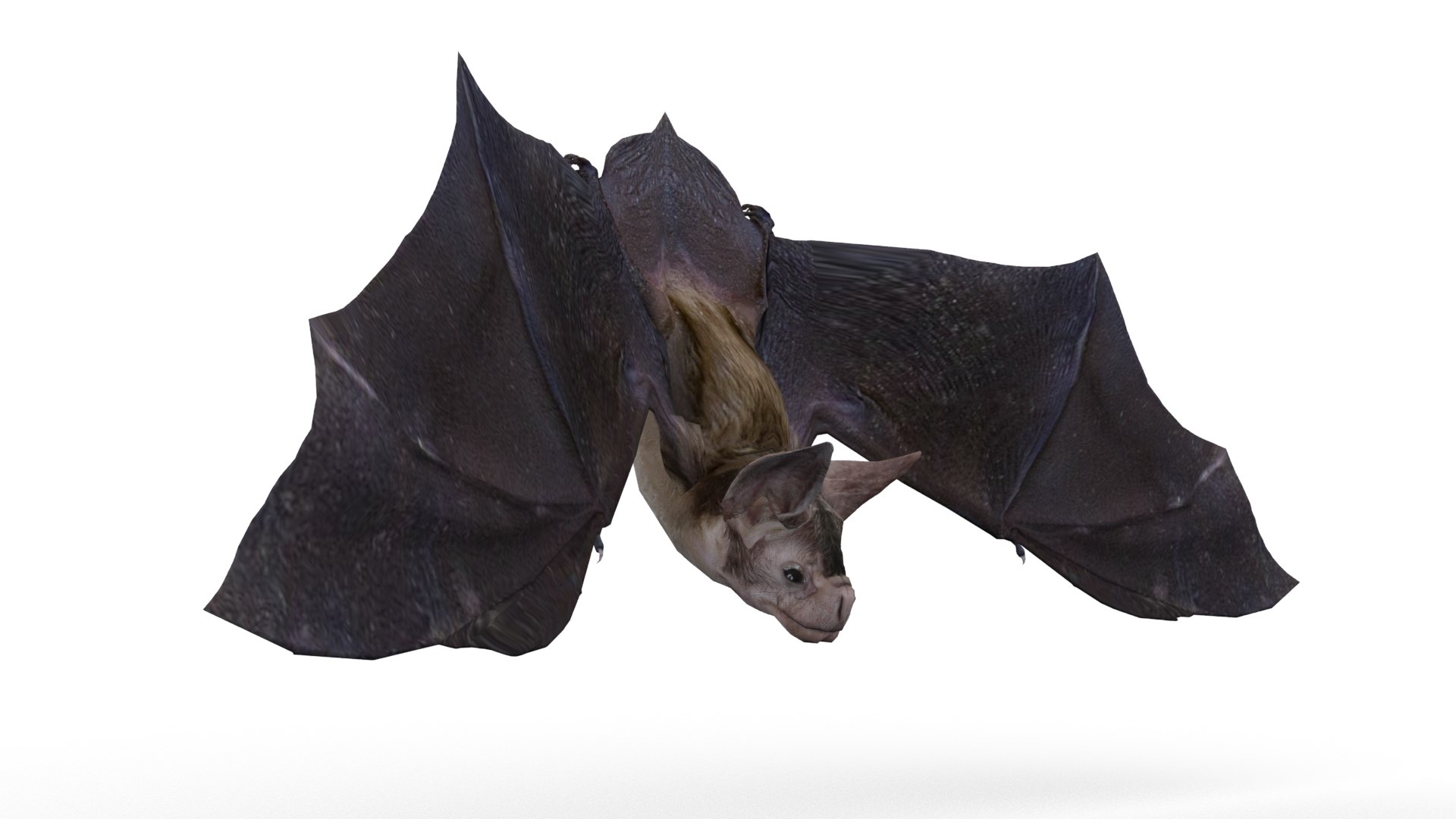 3d max vampire bat animations