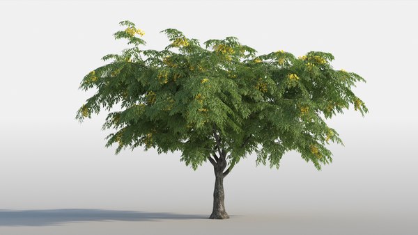 3D Cassia-Fistula Models | TurboSquid