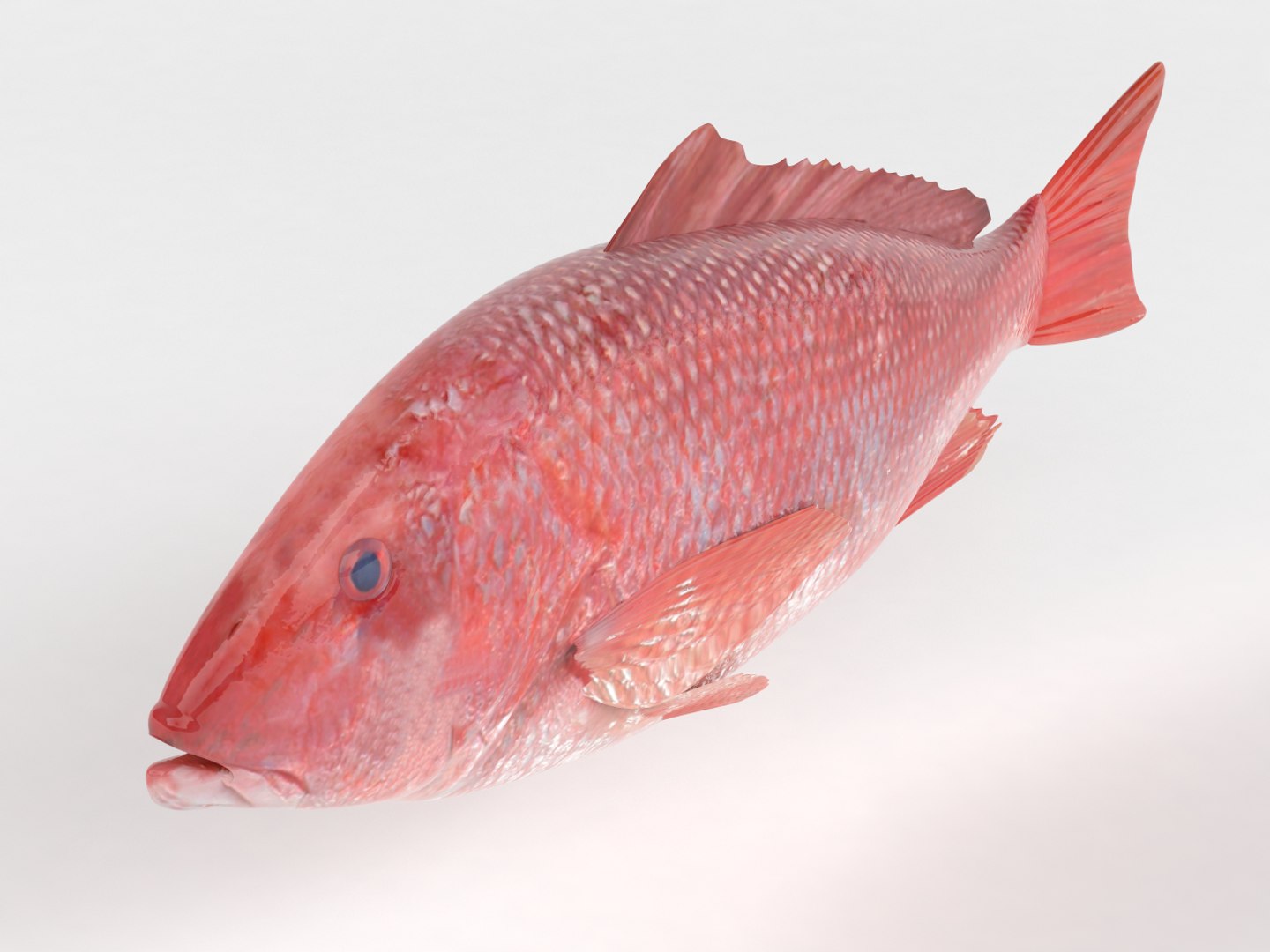 Red Snapper Fish 3D - TurboSquid 1434581