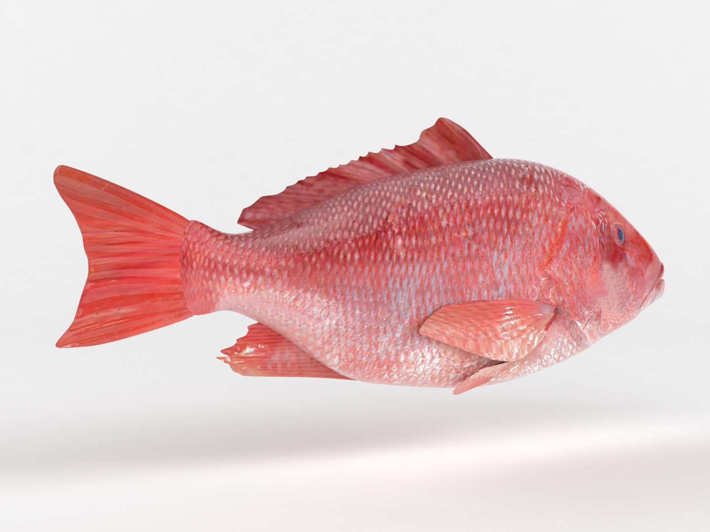 Red Snapper Fish 3D - TurboSquid 1434581