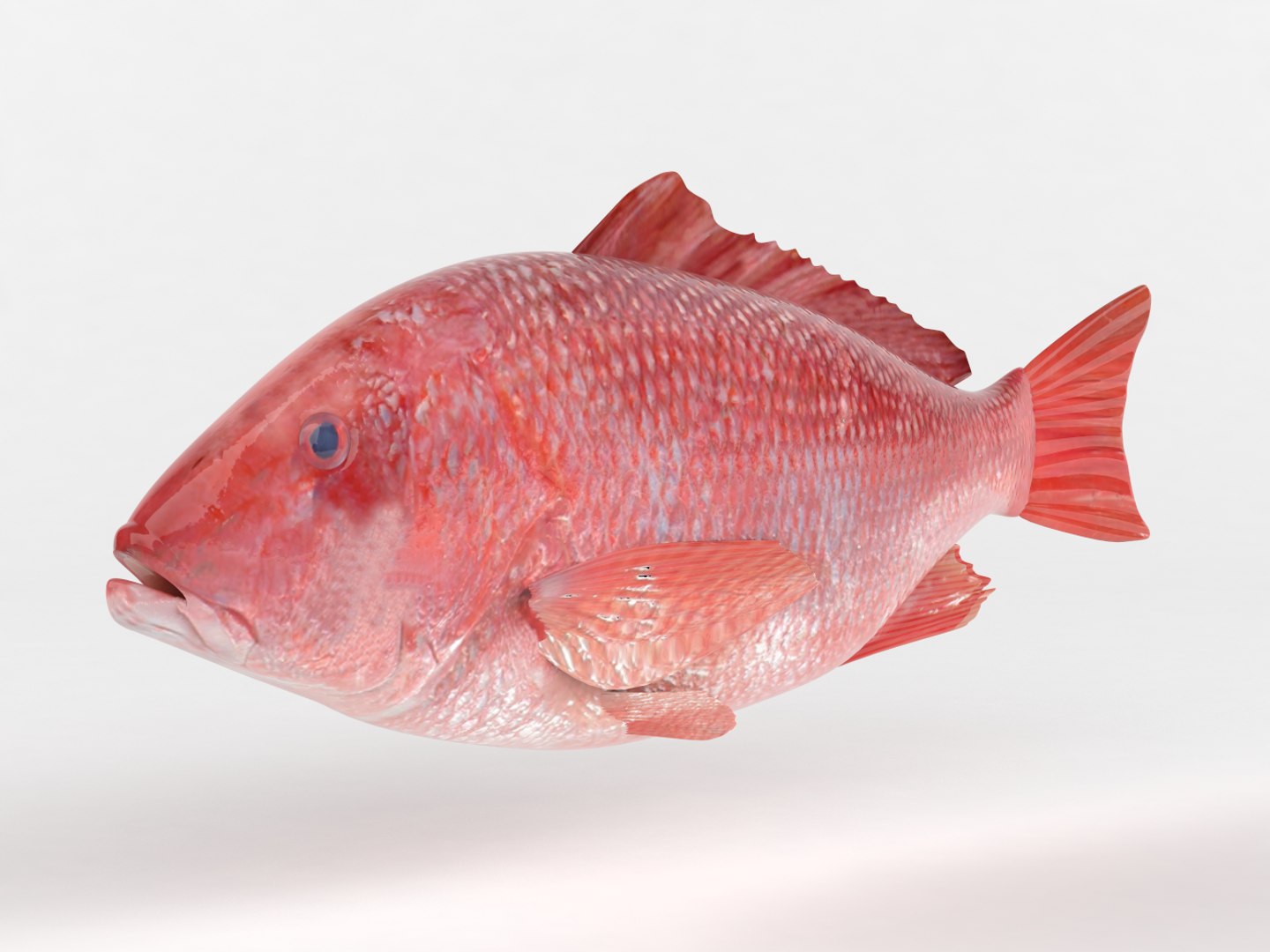 Red Snapper Fish 3D - TurboSquid 1434581