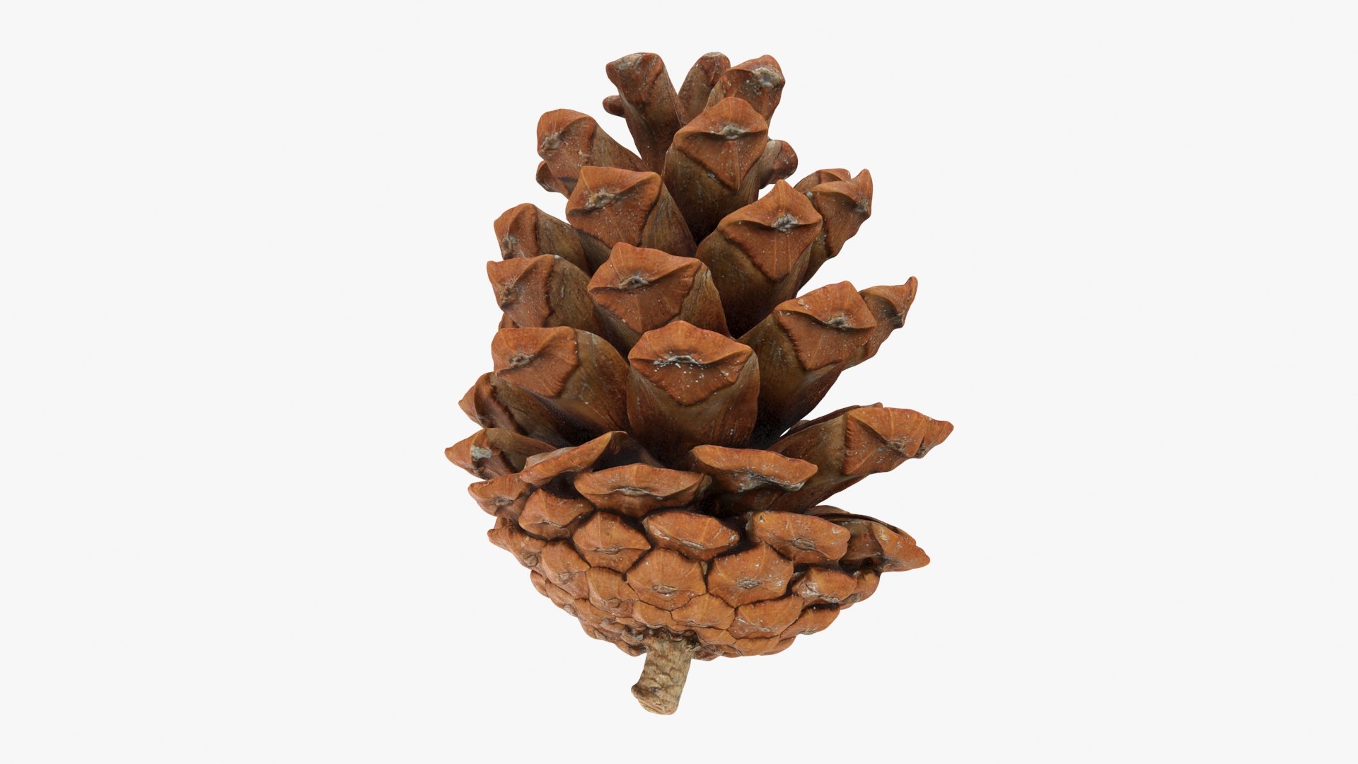 Pine Cone 02 3D Model - TurboSquid 2288227