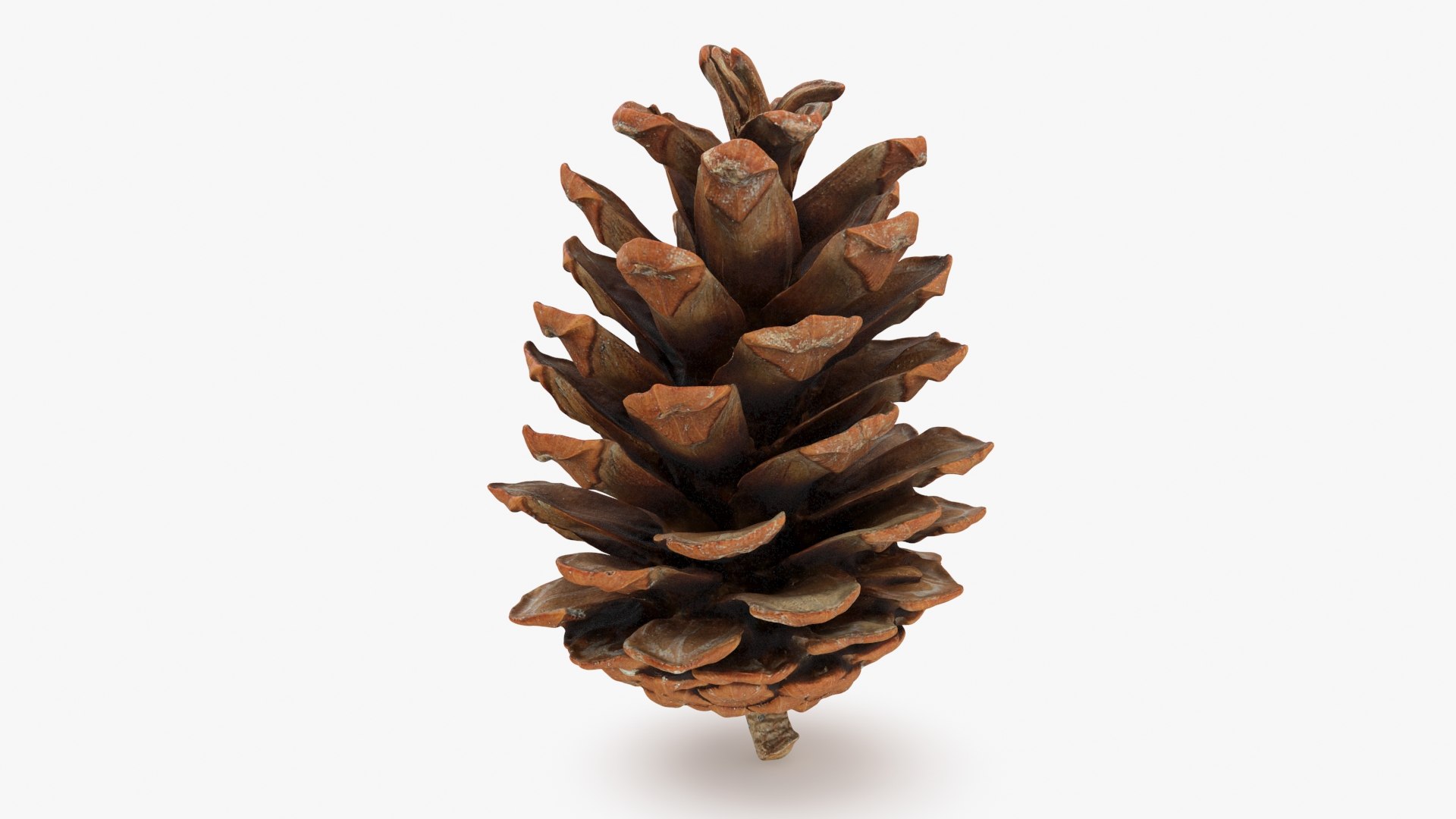 Pine Cone 02 3D Model - TurboSquid 2288227