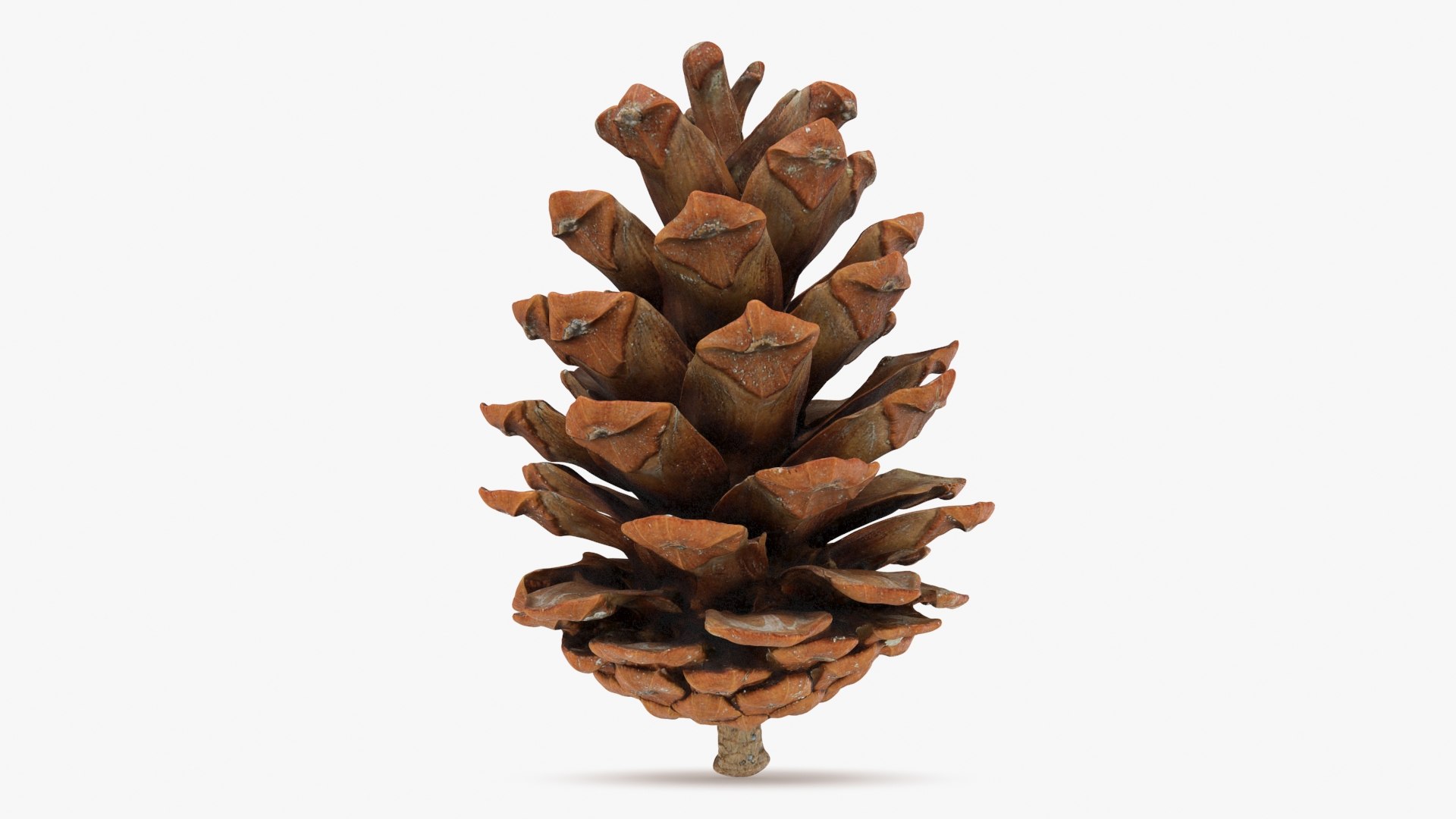 Pine Cone 02 3D Model - TurboSquid 2288227