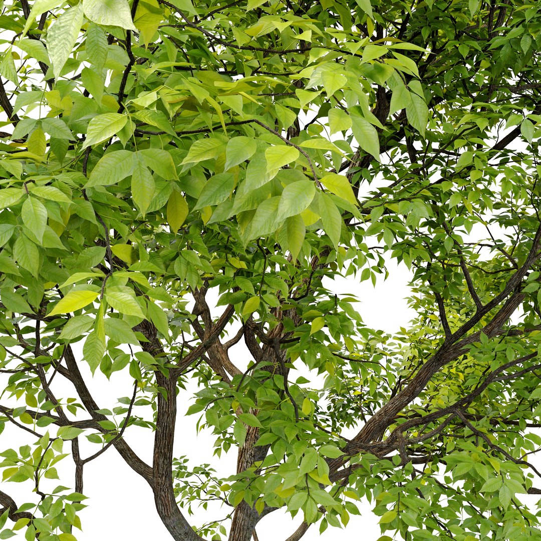 Green Ash 03 Model - TurboSquid 1946327