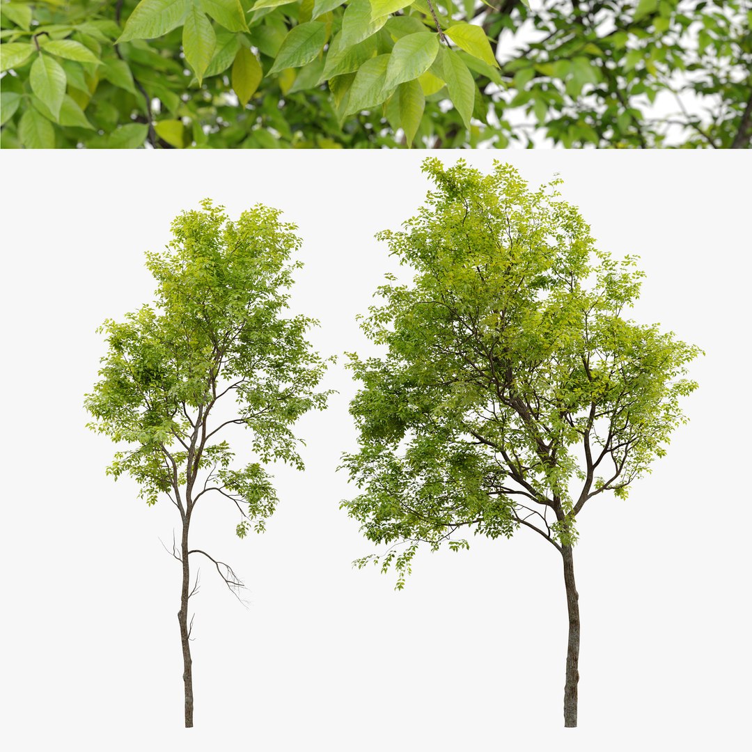 Green Ash 03 Model - TurboSquid 1946327