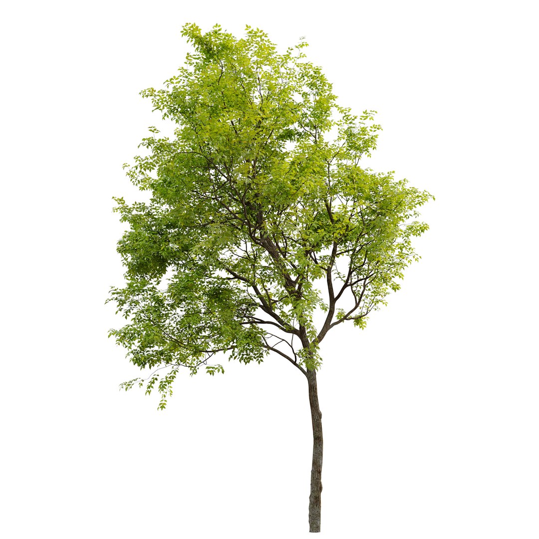 Green Ash 03 Model - TurboSquid 1946327