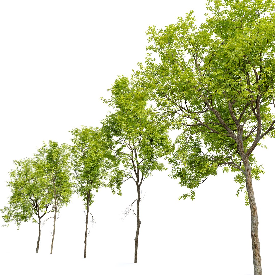 Green Ash 03 Model - TurboSquid 1946327